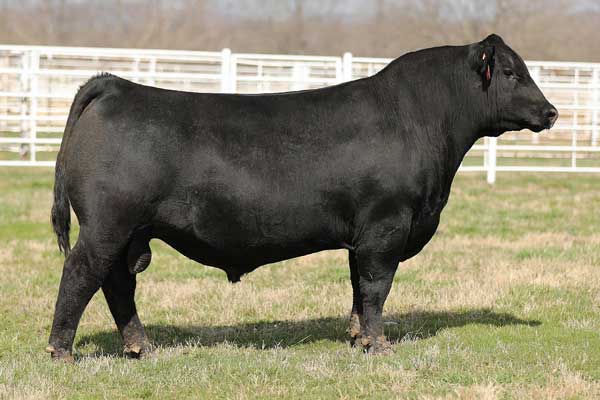 Flatland Acres Angus